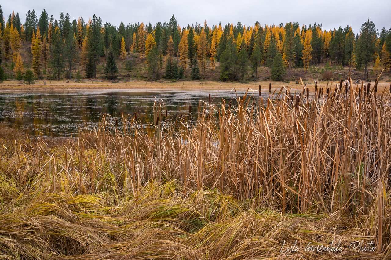 Ecosystem Projects Create Meaningful Impact - Columbia Basin Trust